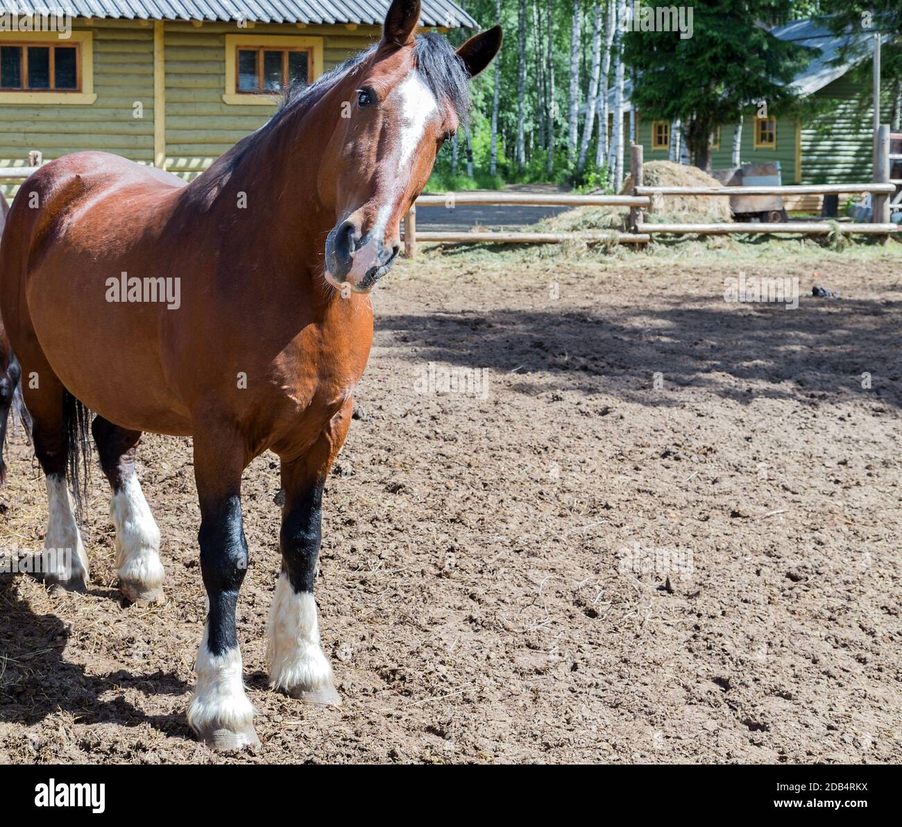 horse chestnut in the stables Stock Photo - Alamy