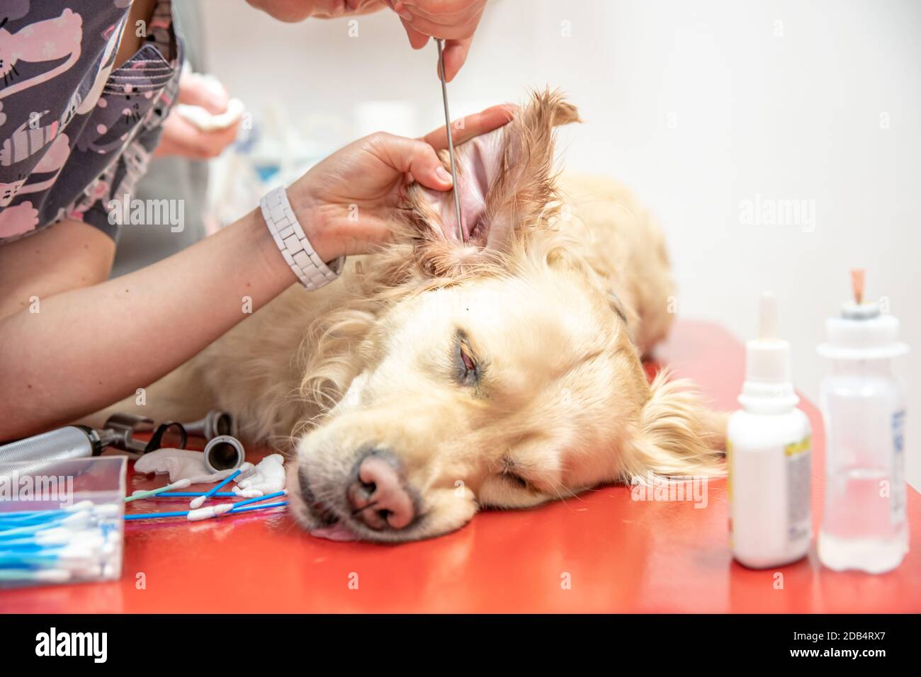 examination of a dog's ear in a veterinary office Stock Photo - Alamy