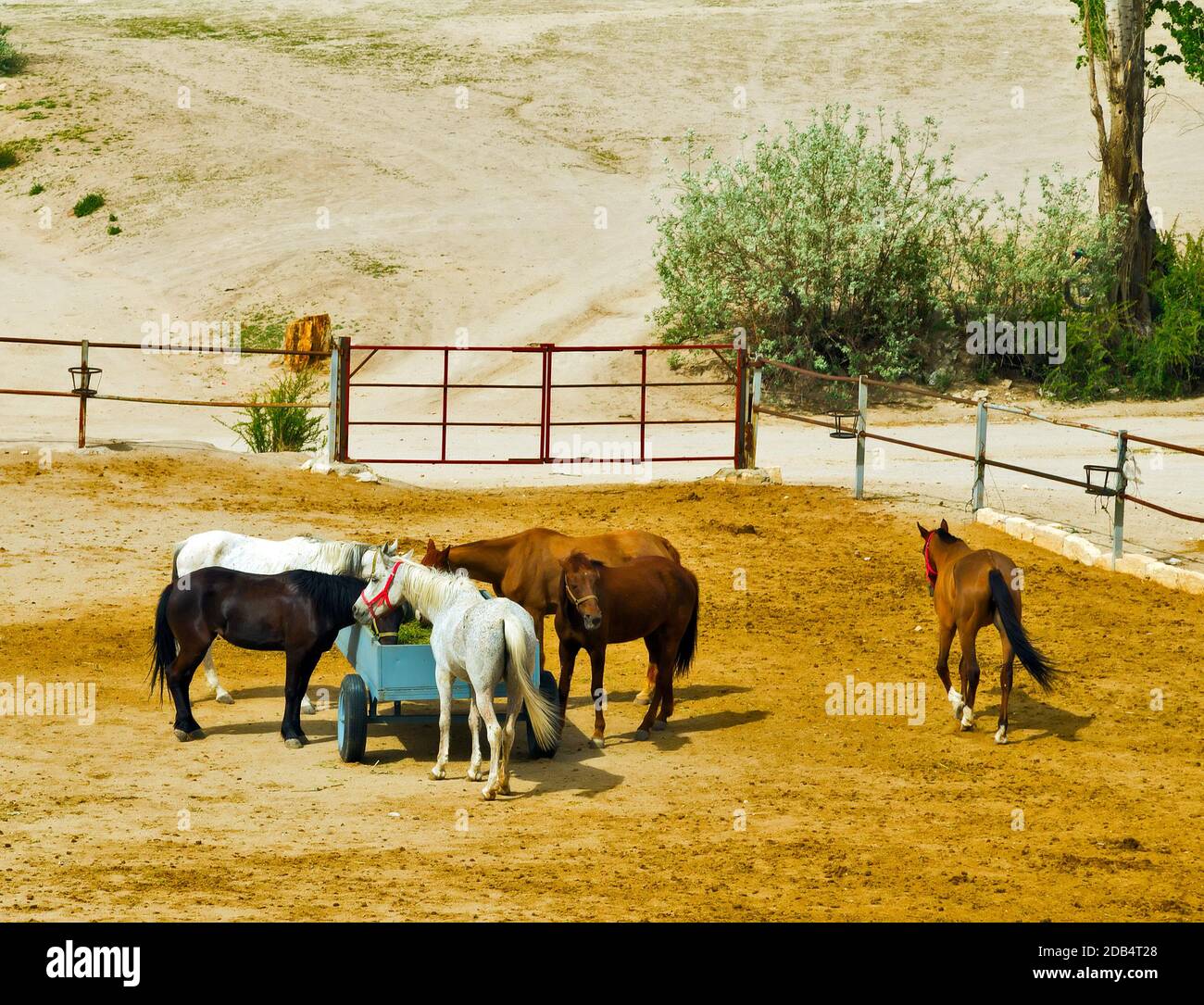 Rural Cappadocia landscape Horses in mountain, Turkey Stock Photo - Alamy