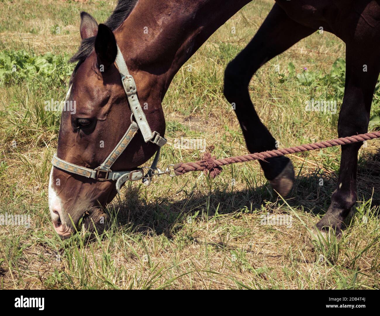 Portrait of a horse, Vintage retro style Stock Photo - Alamy