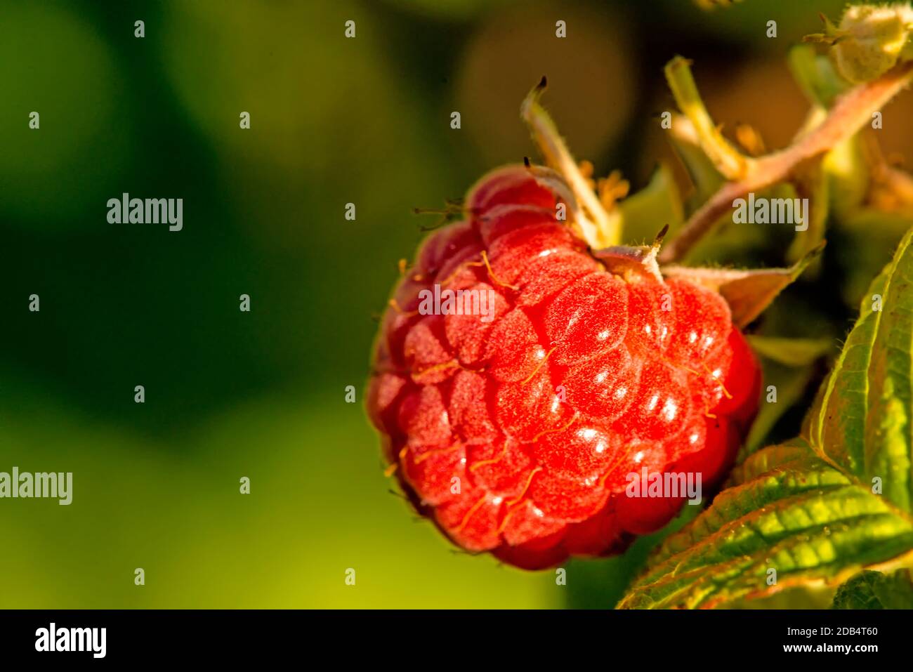 raspberry, macro of a ripe fruit Stock Photo - Alamy