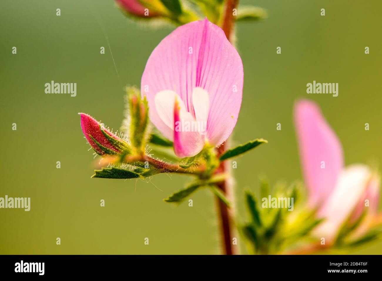 Spiny Restharrow, medicinal plant with flower Stock Photo - Alamy