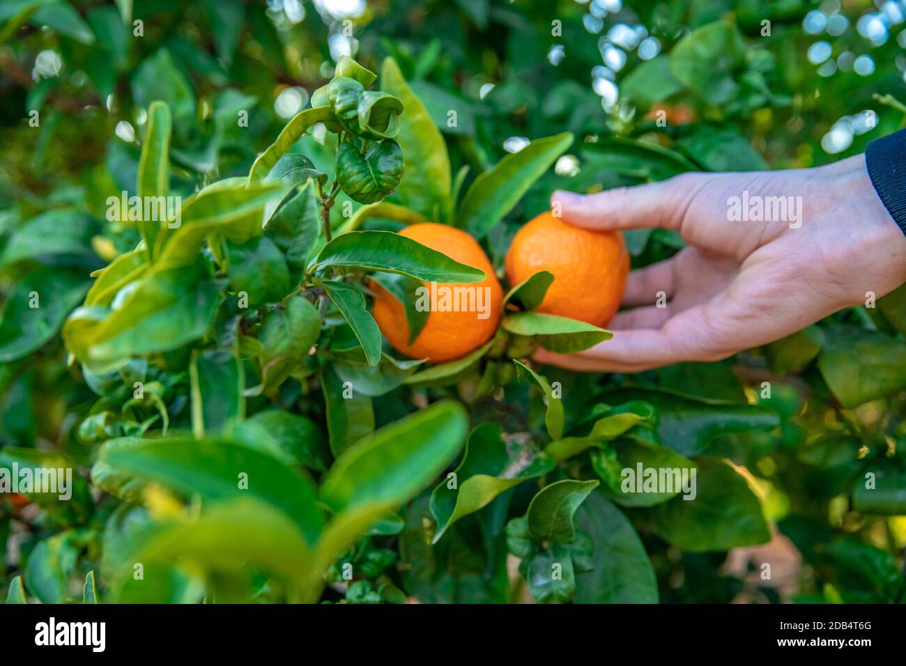 ripe tangerines on a tree before harvest Stock Photo - Alamy