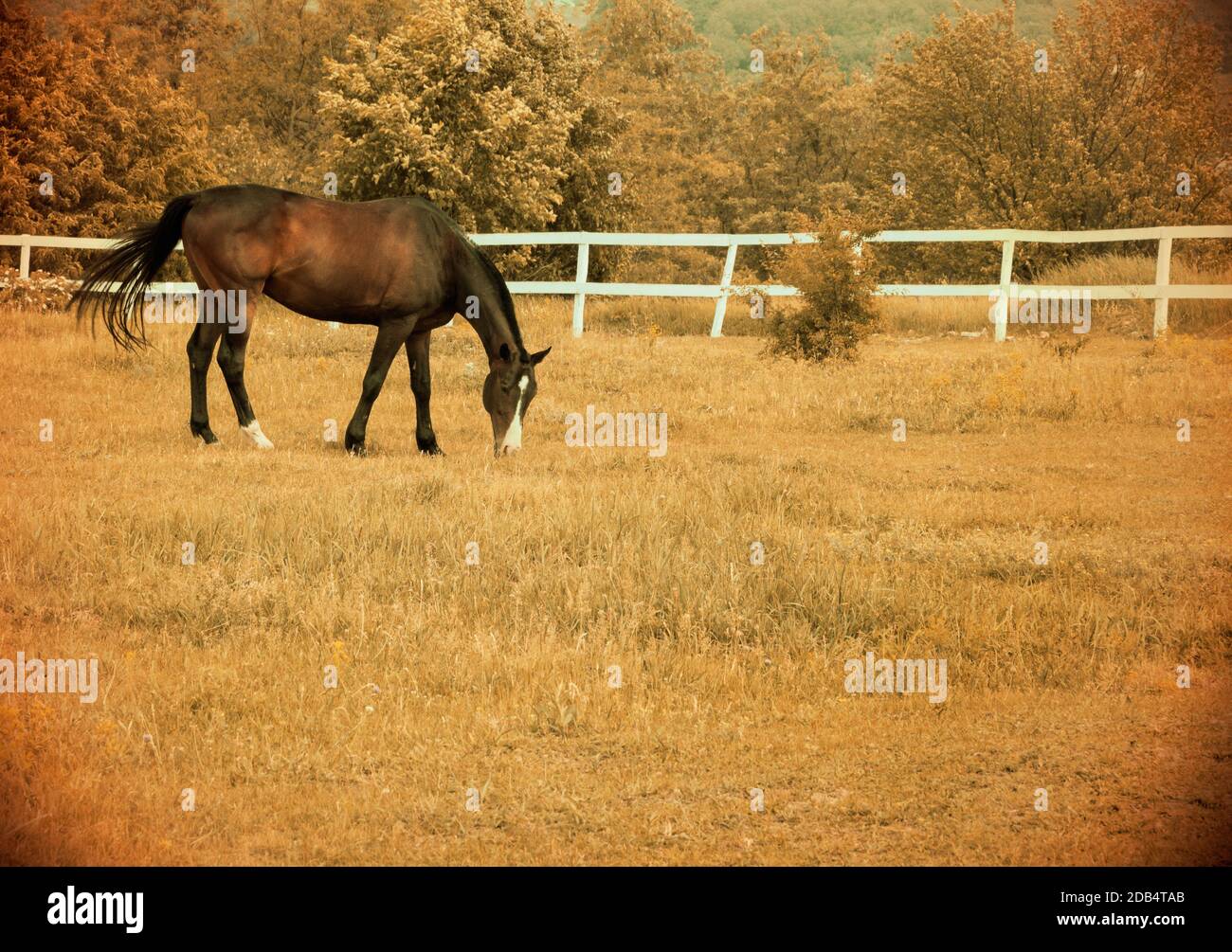 Beautiful horse in pasture - rural scene Stock Photo - Alamy