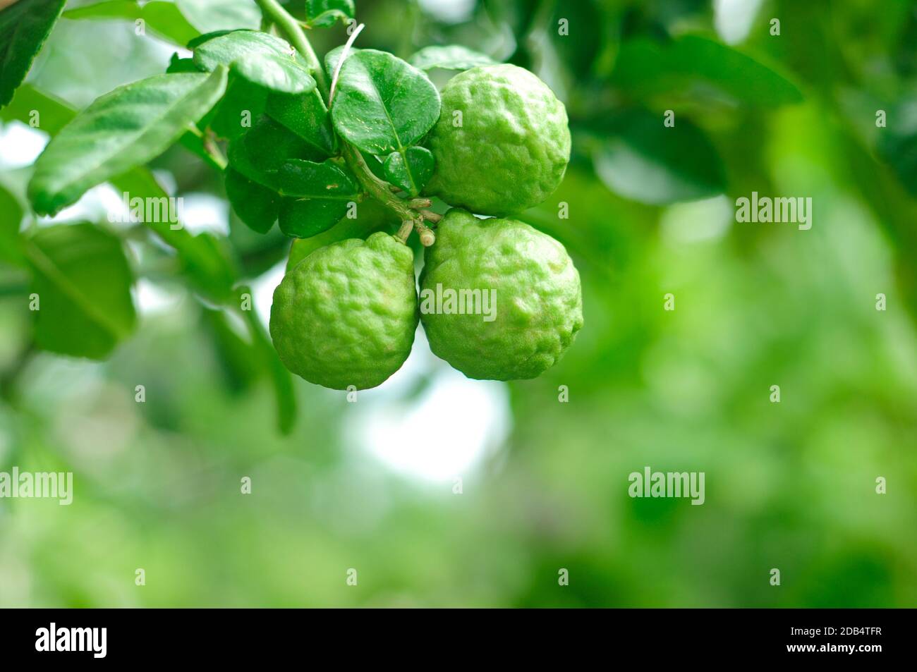 Bergamot on Tree in gaden, bergamot (Kaffir Lime) fruits Stock Photo ...