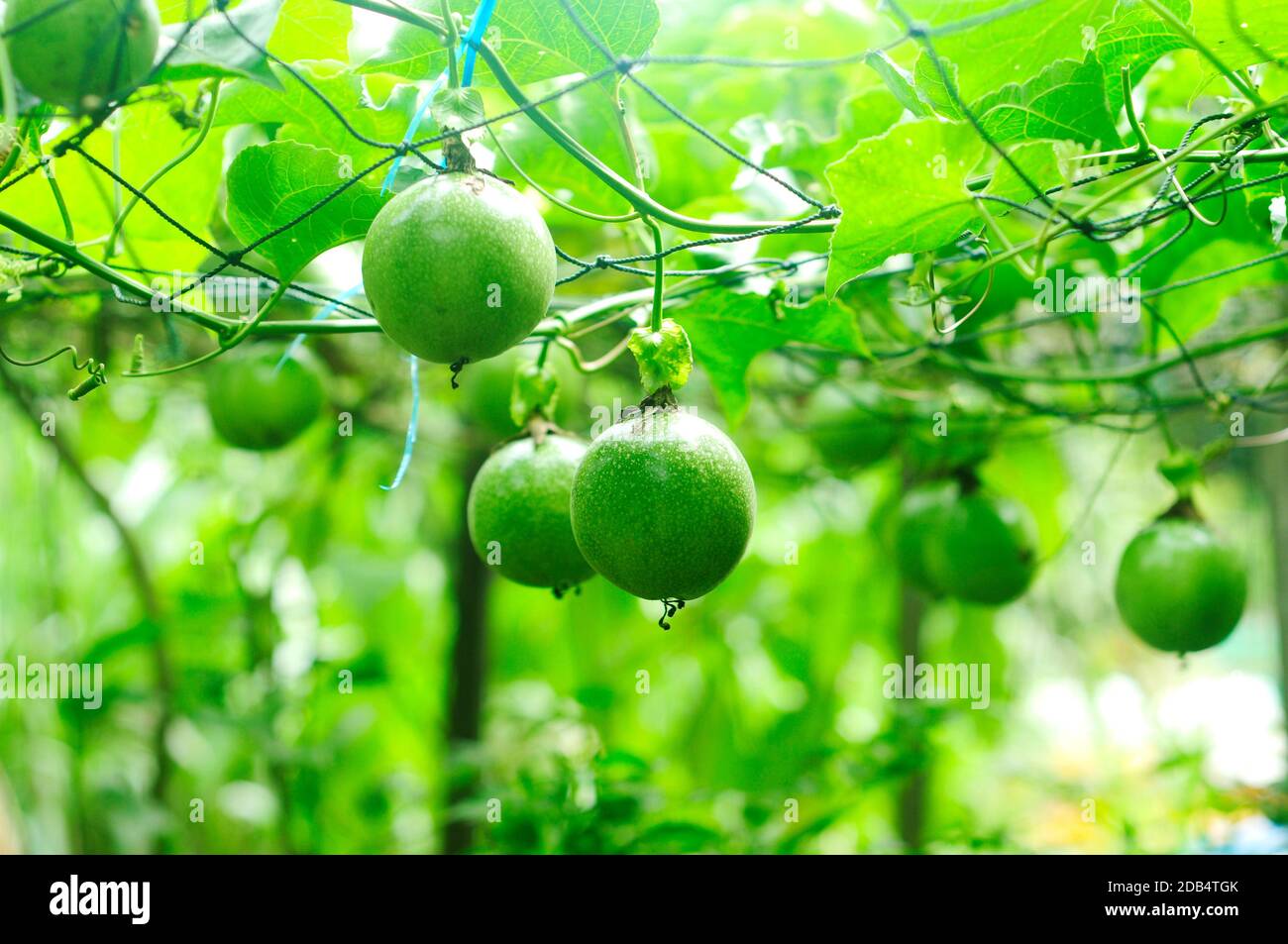 Passion fruit field day hi-res stock photography and images - Alamy