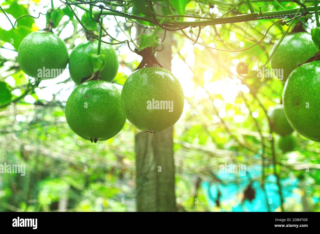 Passion fruit farm hi-res stock photography and images - Alamy