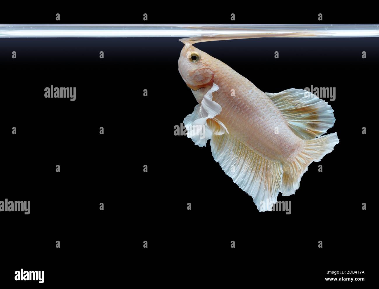 Pearl color hi-res stock photography and images - Alamy