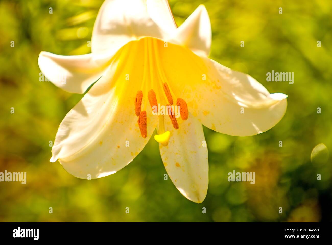 Regal lily with flower, medieval symbol and medicinal plant Stock Photo ...