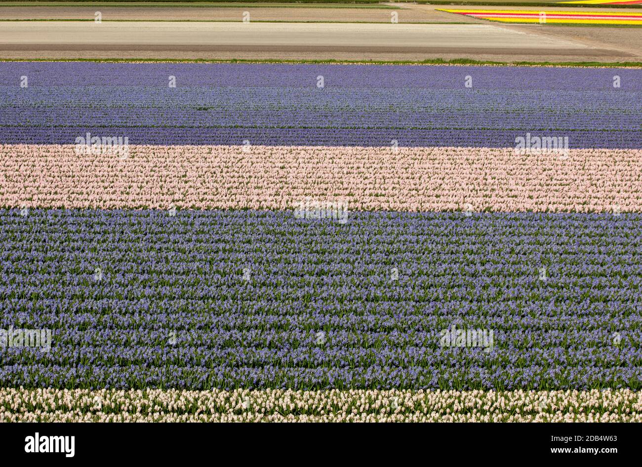 Tulip and hyacinth fields of the Bollenstreek, South Holland ...