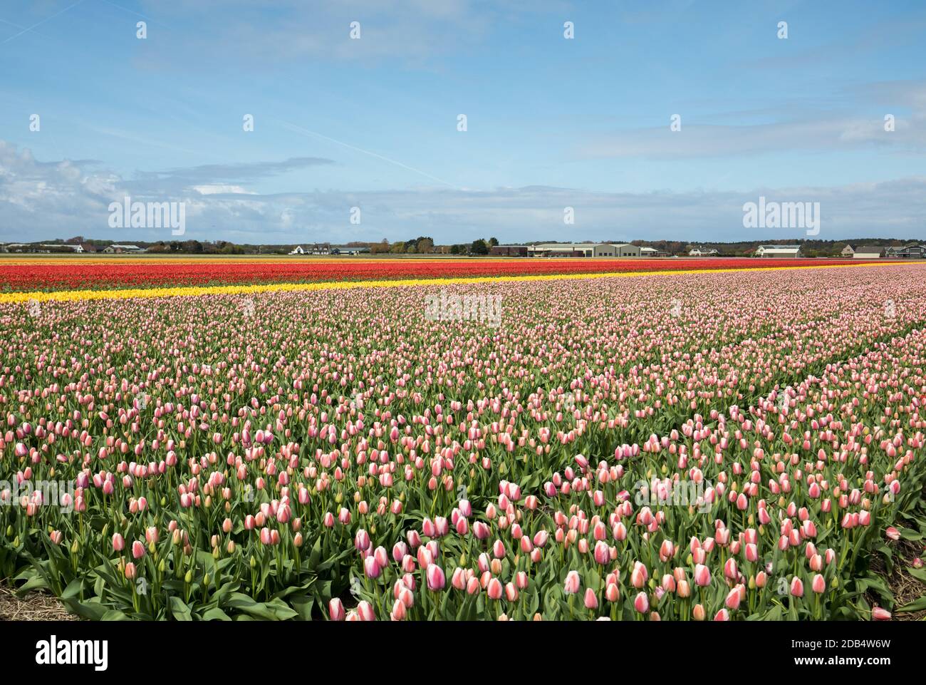 Tulip fields of the Bollenstreek, South Holland, Netherlands Stock ...