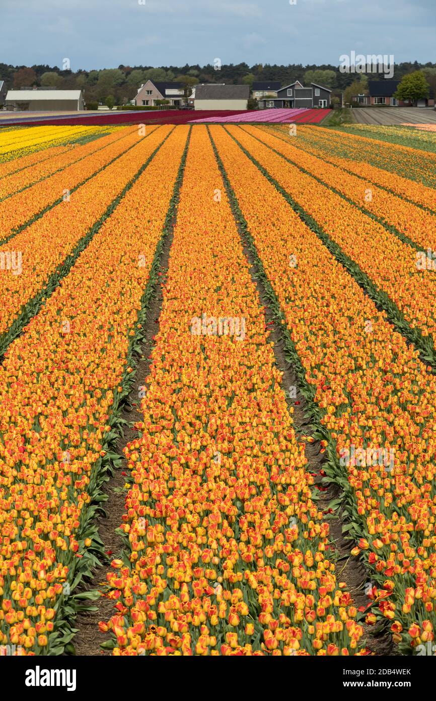 Tulip fields of the Bollenstreek, South Holland, Netherlands Stock ...