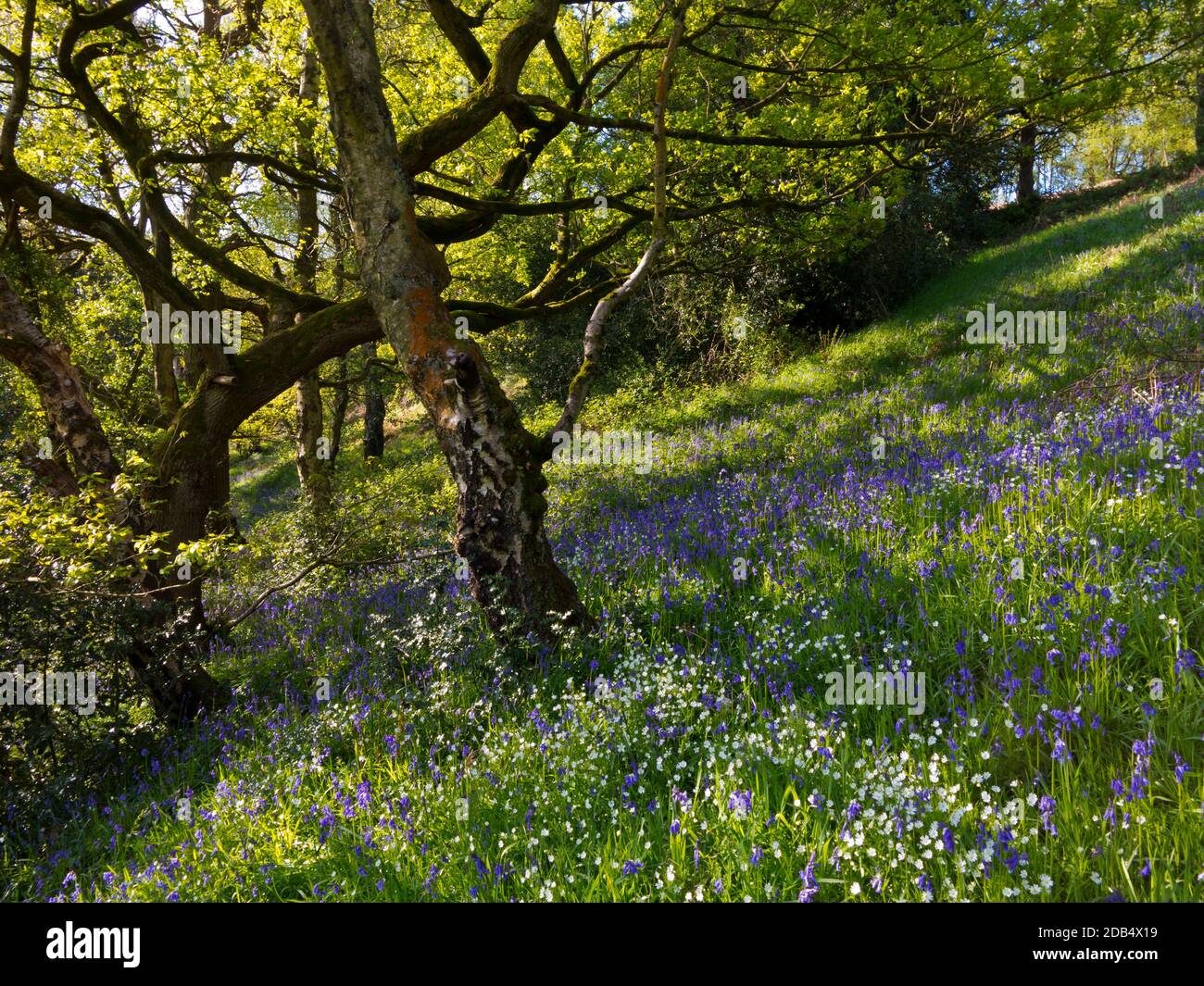 Bluebells growing in spring woodland at Bow Wood near Lea in the ...
