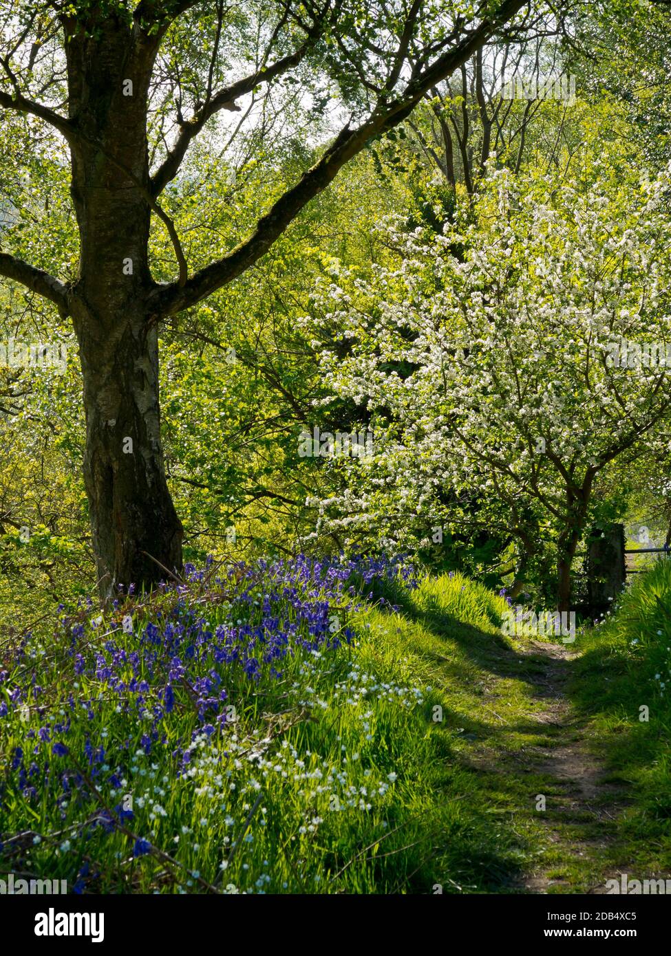 Bluebells growing in spring woodland at Bow Wood near Lea in the ...