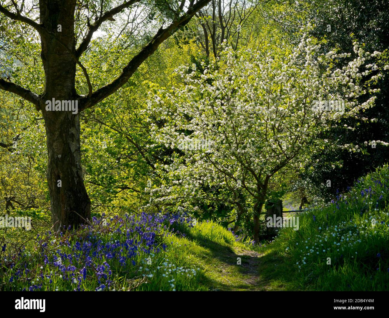 Spring flowers peak district hi-res stock photography and images - Alamy