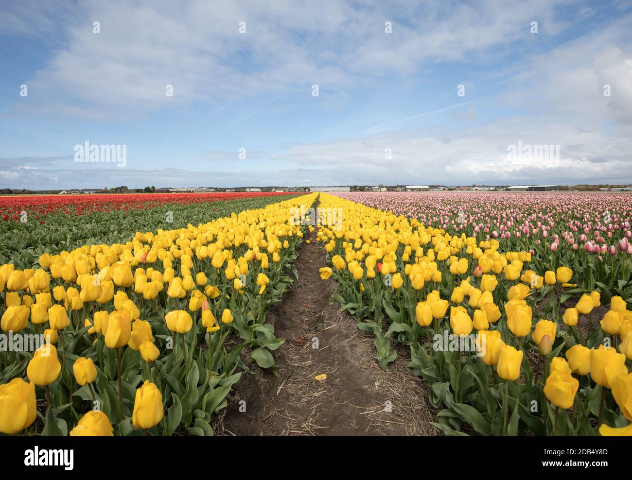 Tulip fields of the Bollenstreek, South Holland, Netherlands Stock ...