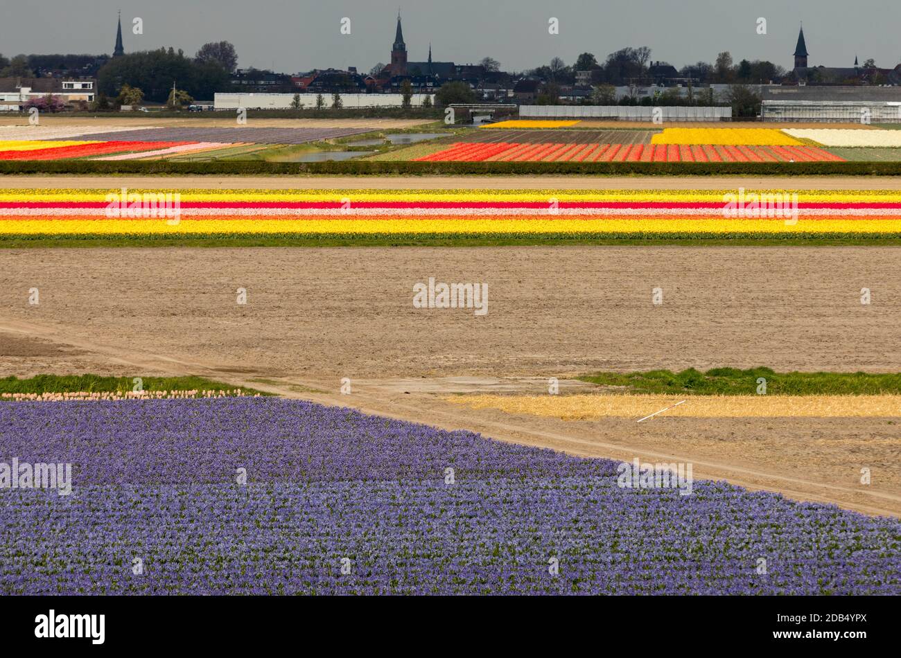 Tulip and hyacinth fields of the Bollenstreek, South Holland ...