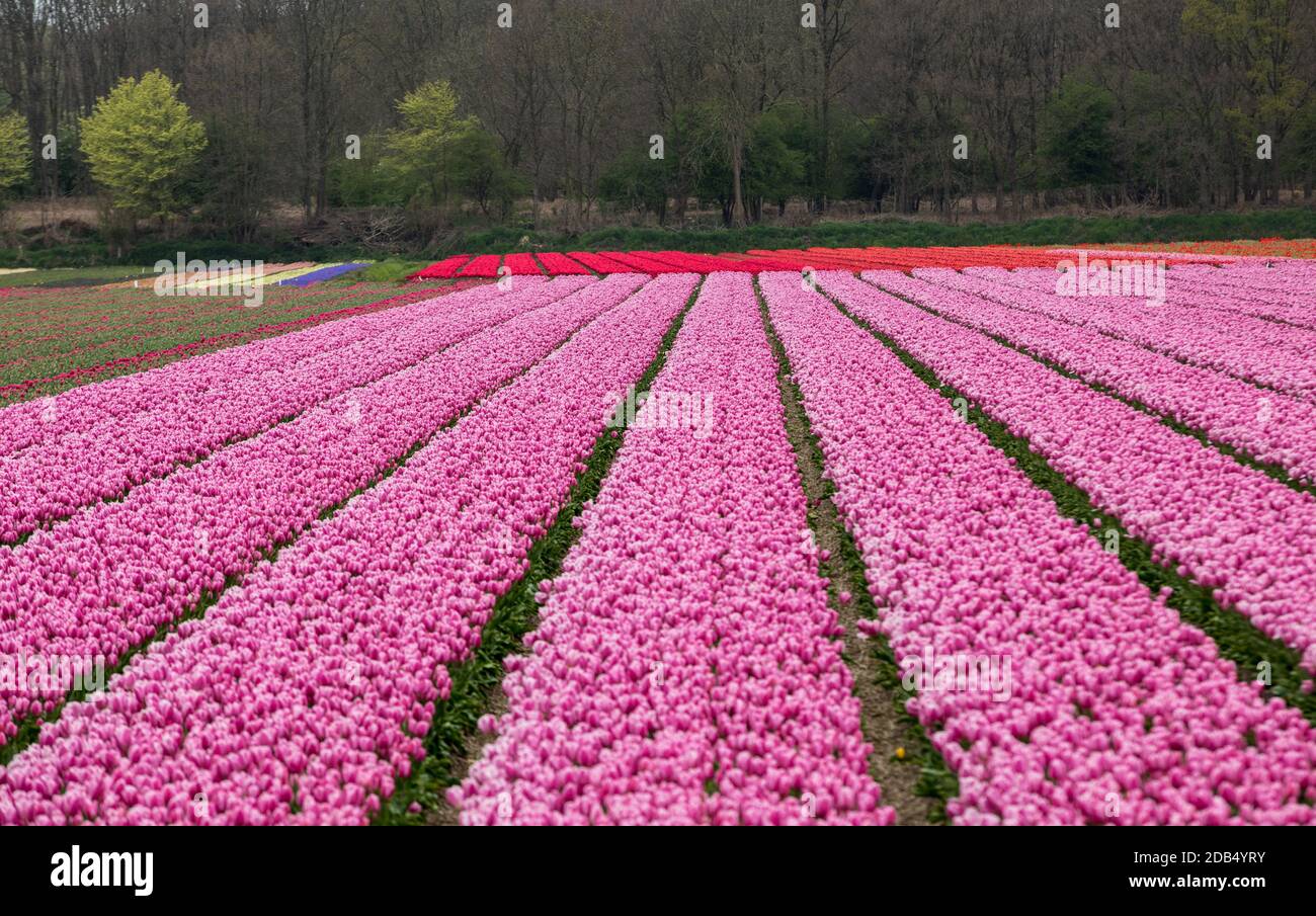 Pink Tulips fields of the Bollenstreek, South Holland, Netherlands ...
