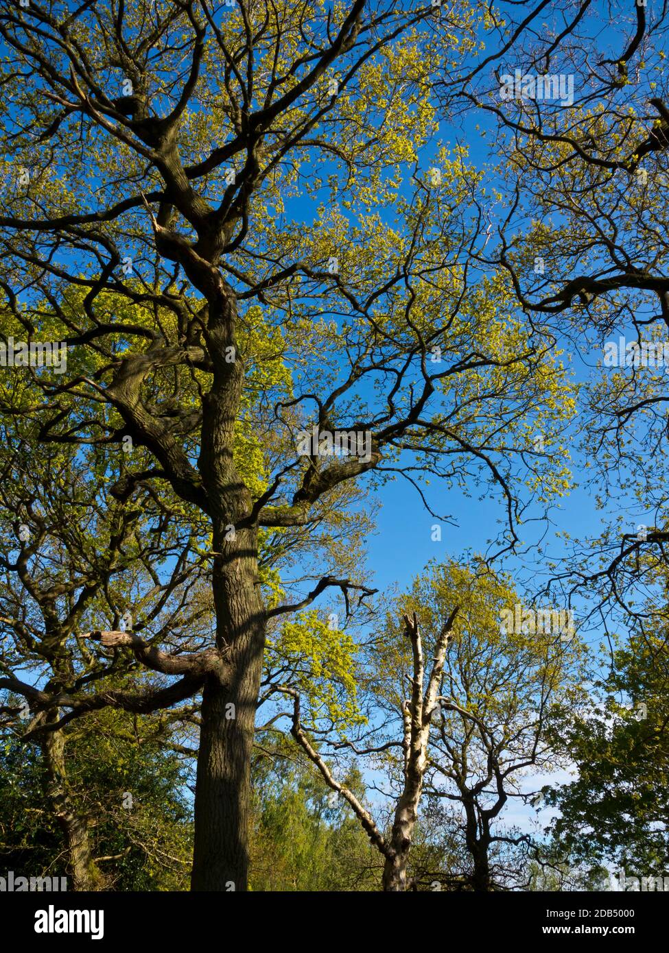 Trees with new leaves growing in spring on a sunny day in woodland ...