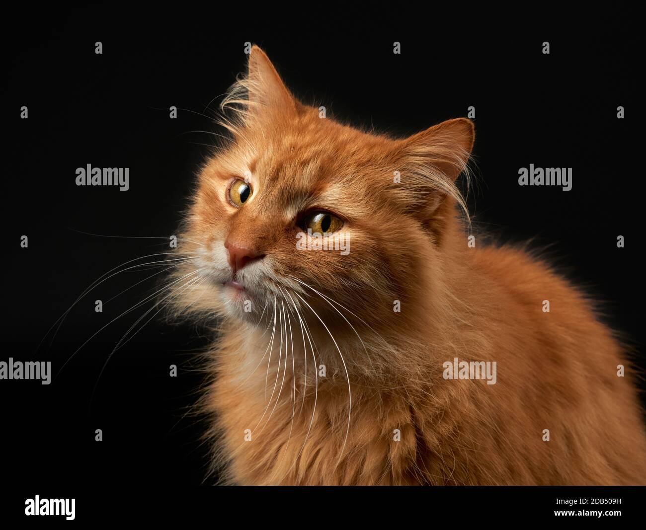 portrait of adult ginger cat with big white mustache, animal posing on ...