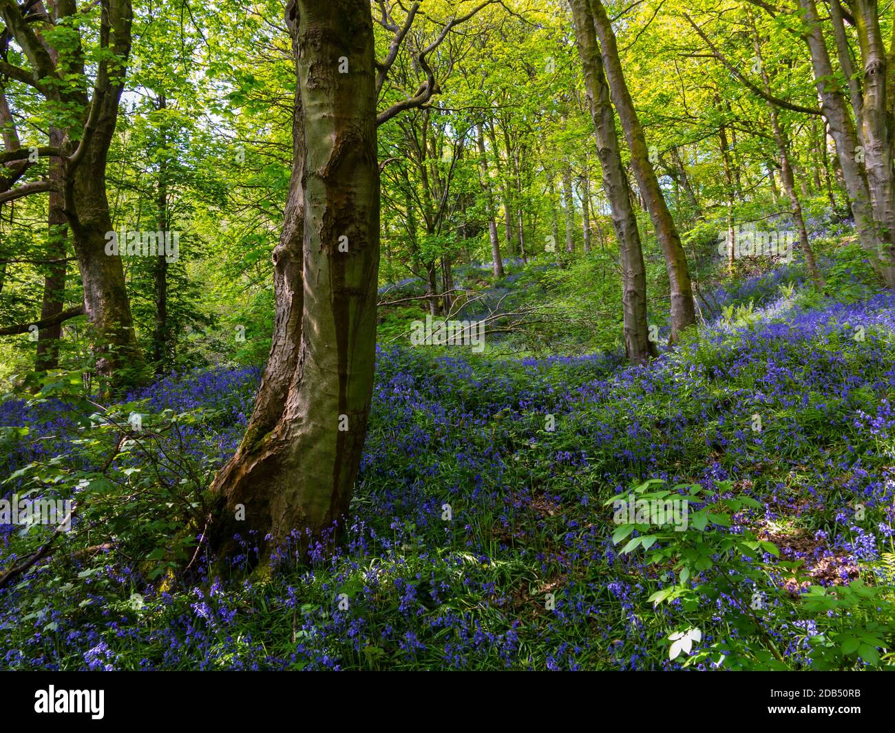 Bluebell in spring hi-res stock photography and images - Alamy