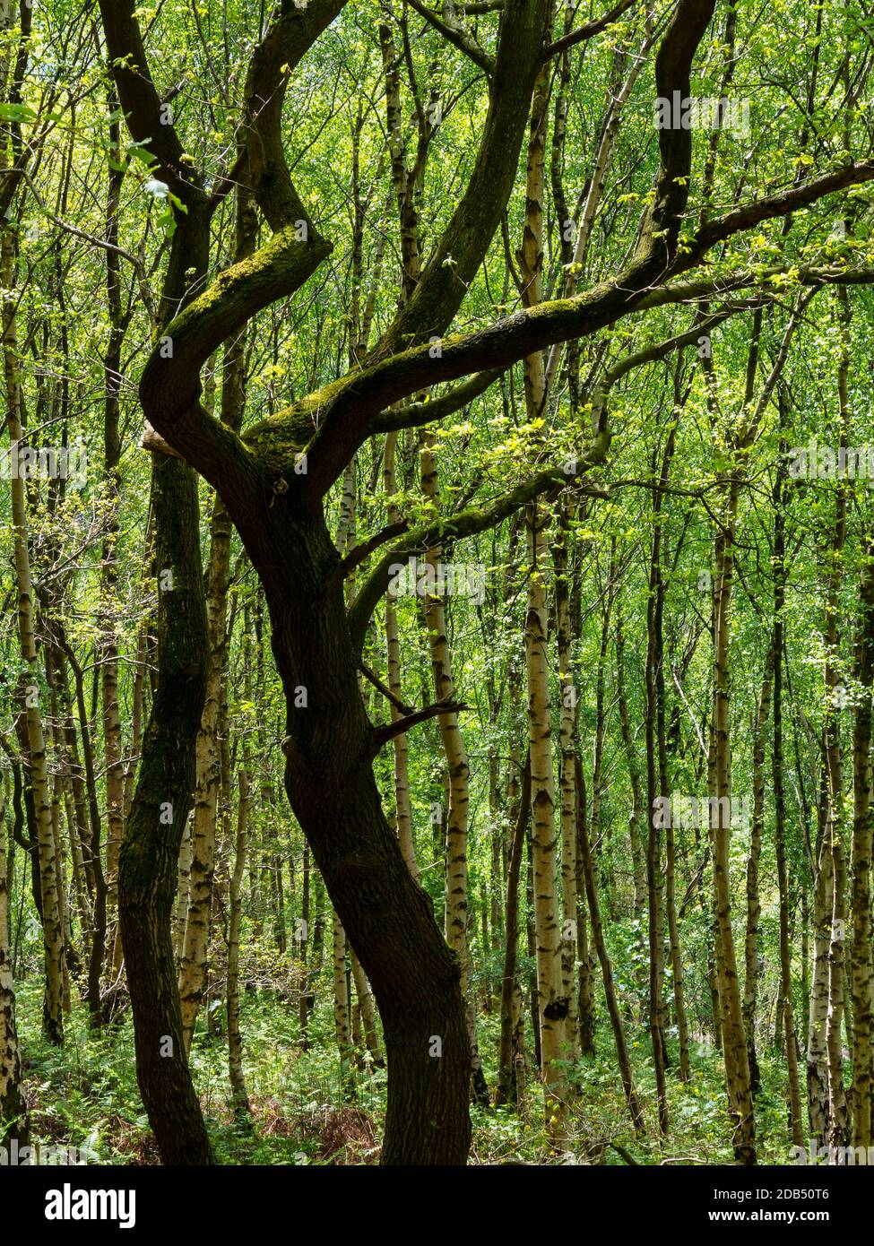 Silver birch Betula pendula trees in Bow Wood near Lea in the ...