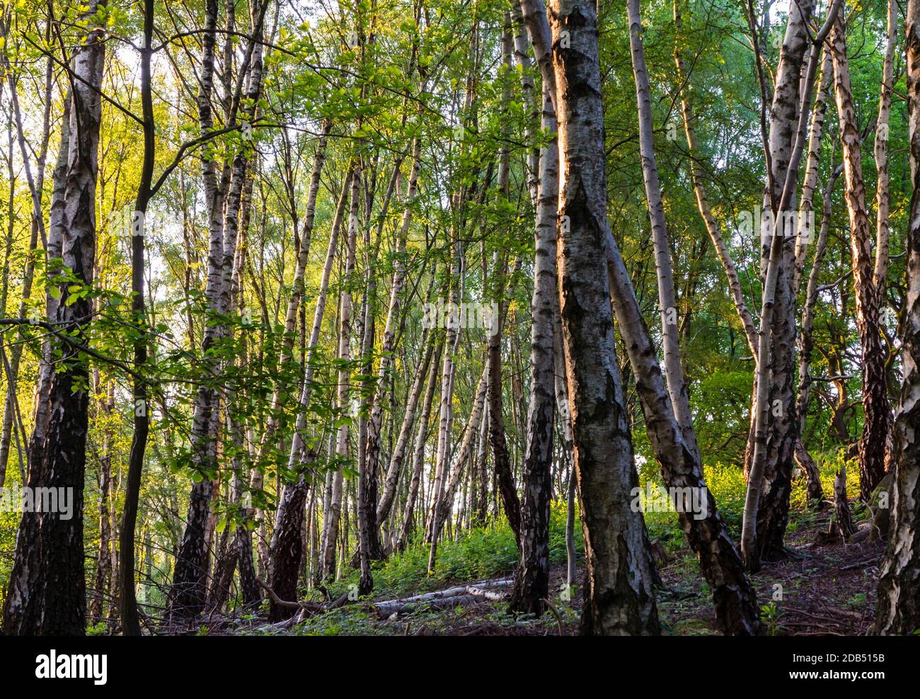 Wood woodland trees birch trees hi-res stock photography and images - Alamy