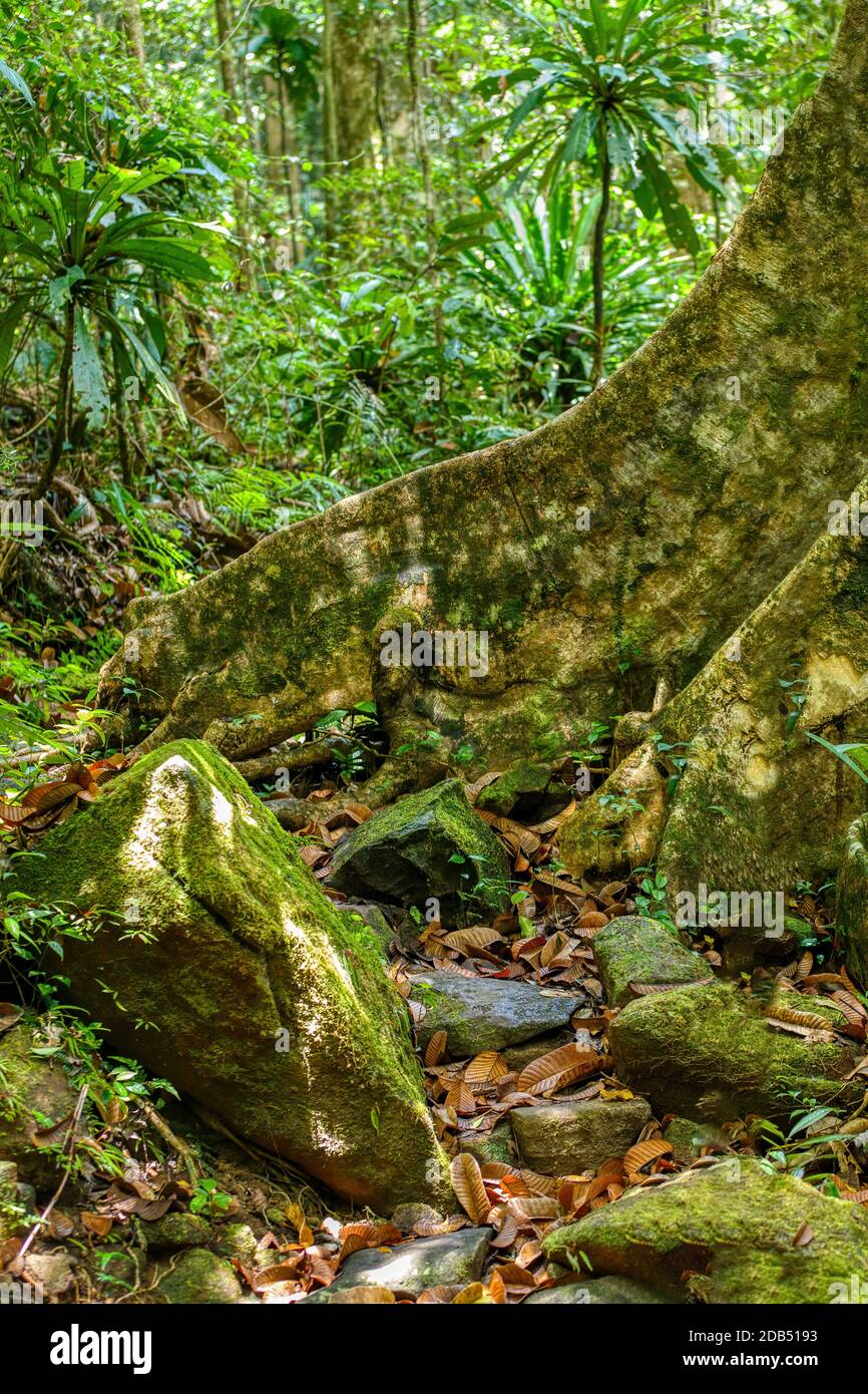 Beautiful view of the primary rainforest jungle of the Masoala National ...