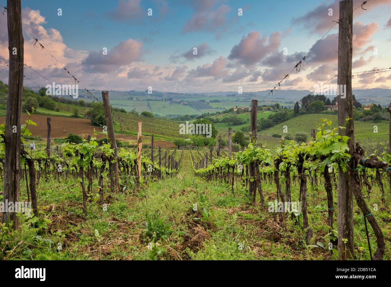 Grape orchard hi-res stock photography and images - Alamy