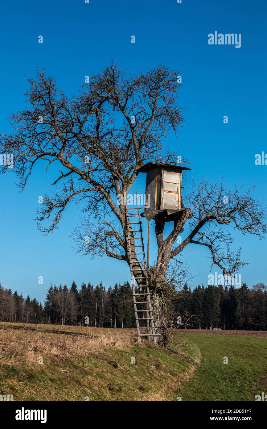 Shaky raised hide up on top of a high tree Stock Photo - Alamy