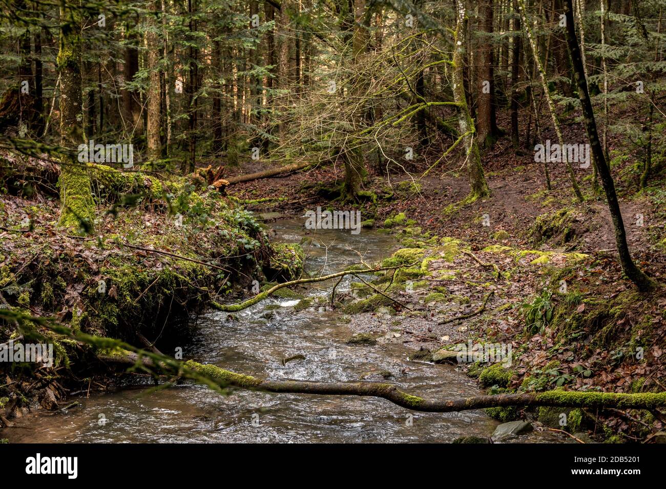Little creek down the canyon in the middle of the green forest Stock ...
