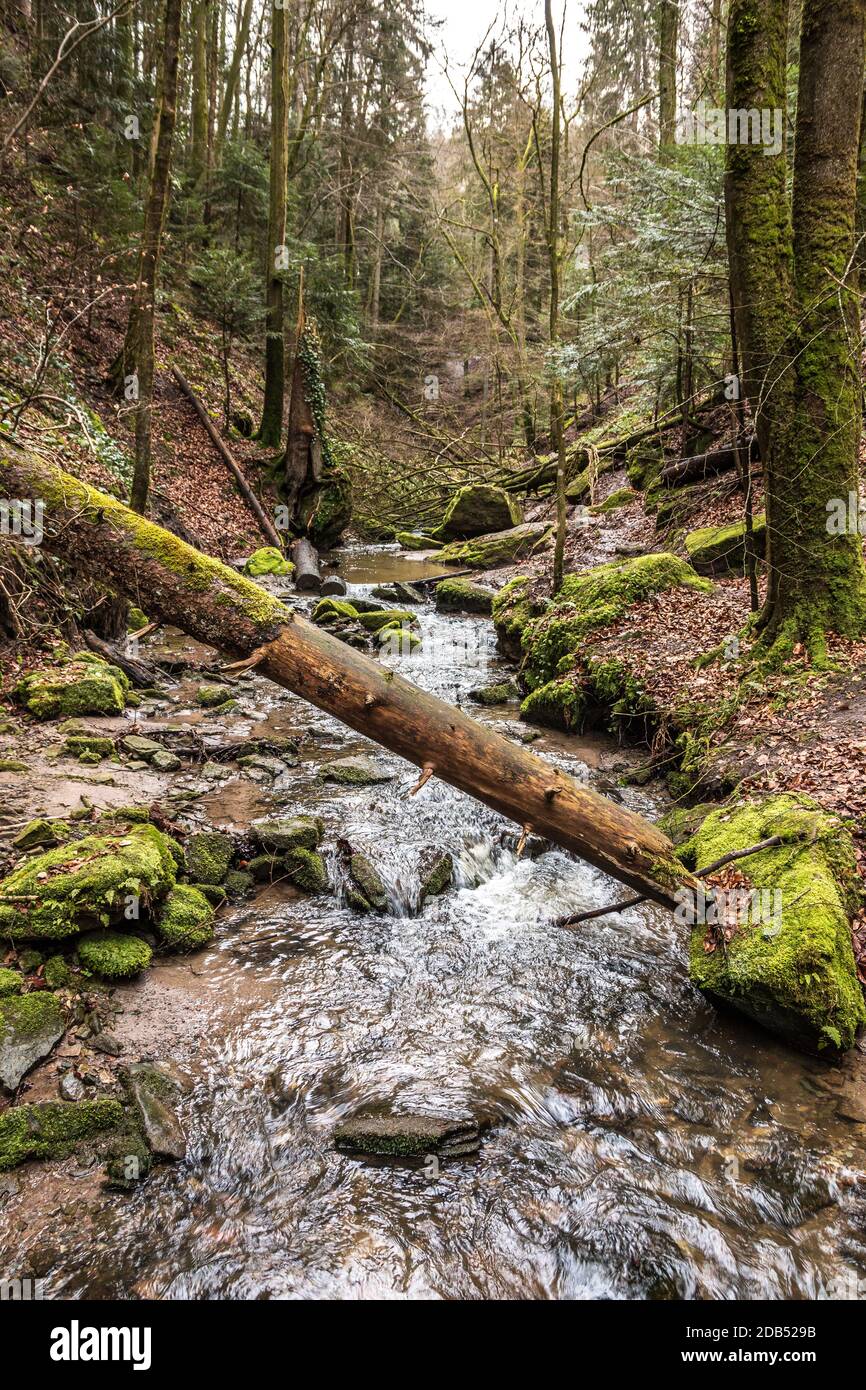 Little creek down the canyon in the middle of the green forest Stock ...