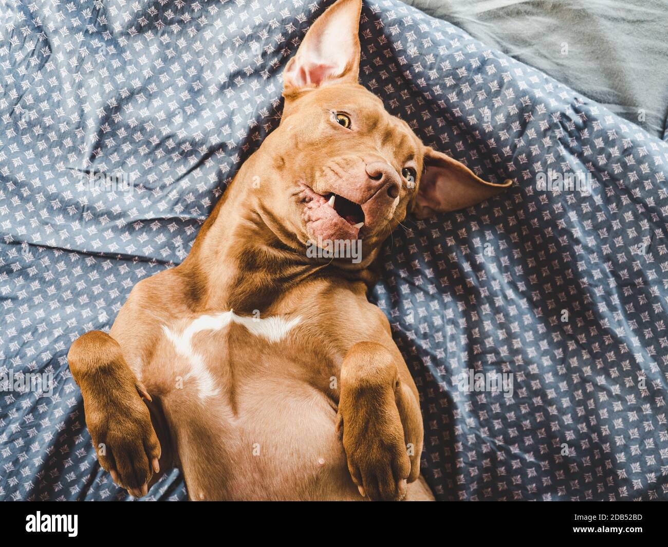 Bull dog back view hi-res stock photography and images - Alamy