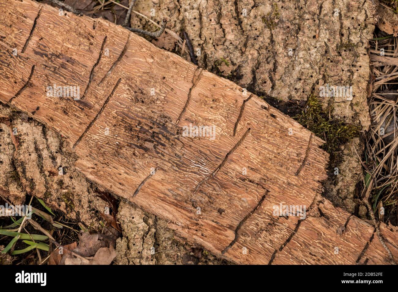 Worm grooves in wood hi-res stock photography and images - Alamy
