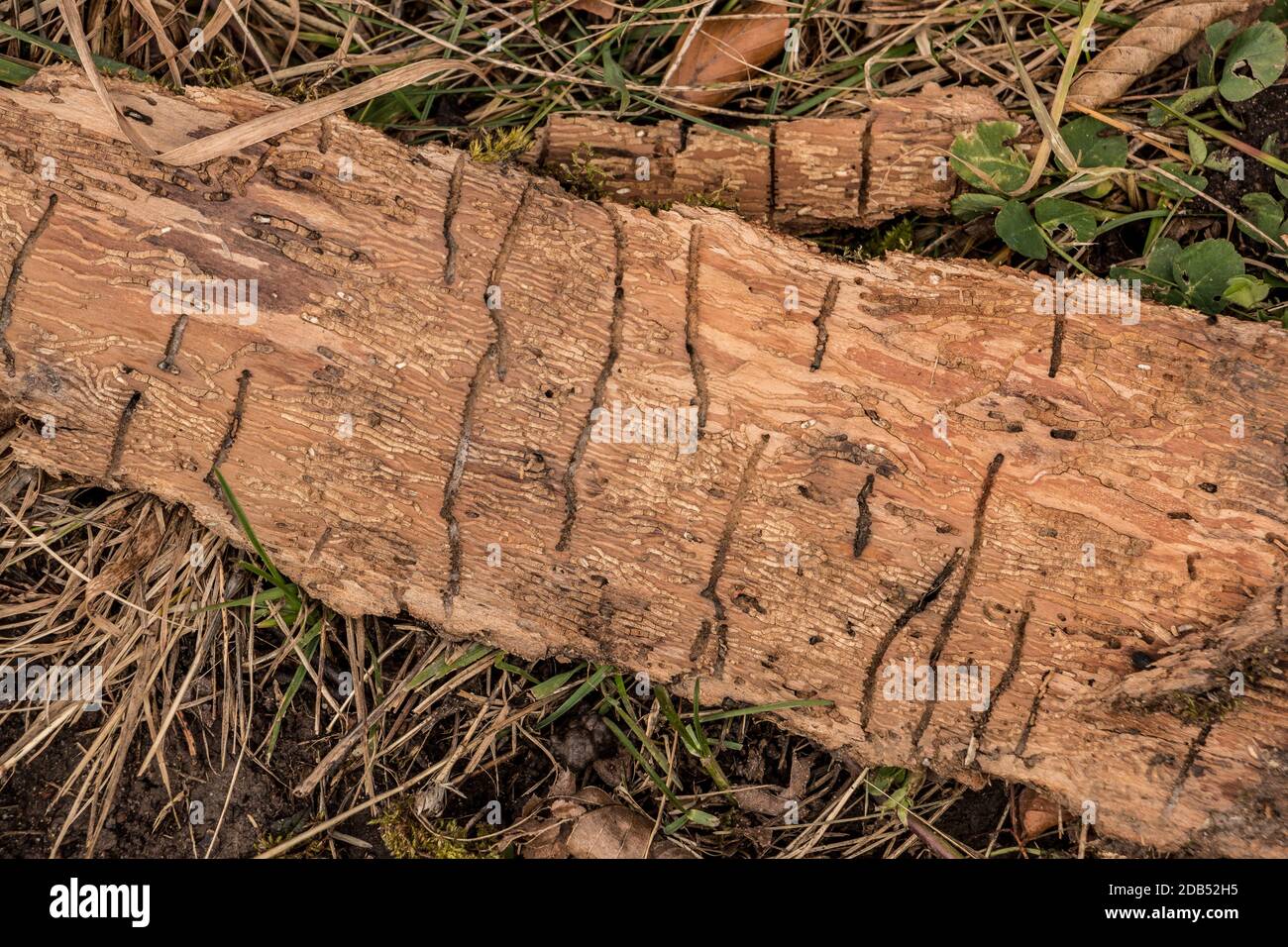 Many worm grooves on a wooden piece of tree bark Stock Photo - Alamy
