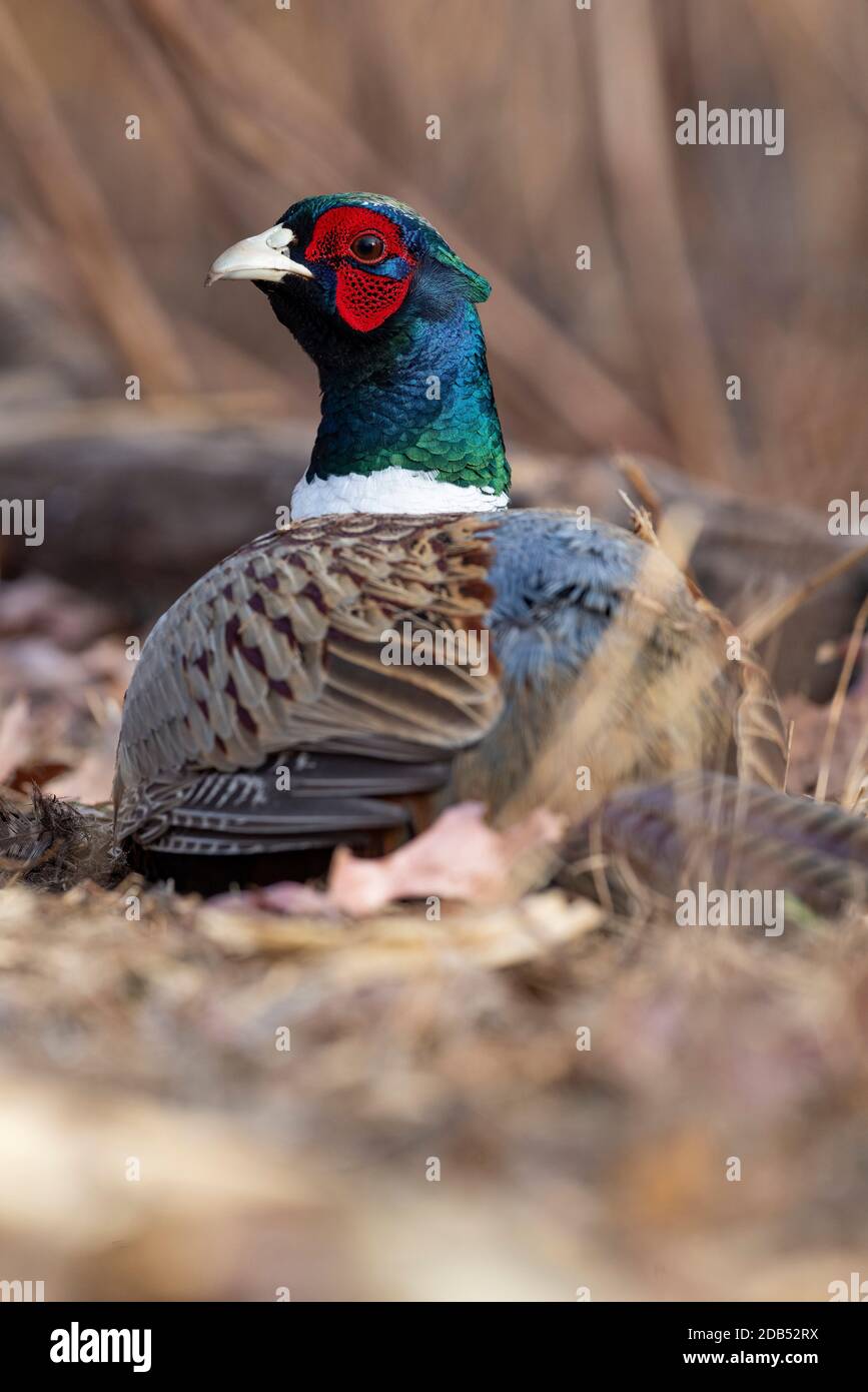 A rooster pheasant on a nice autumn day in South Dakota Stock Photo - Alamy