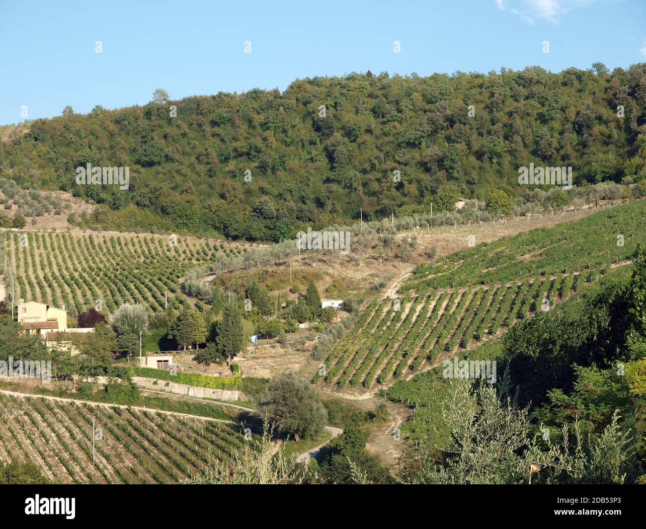 Vineyards and olive fields in Chianti, Tuscany Stock Photo - Alamy