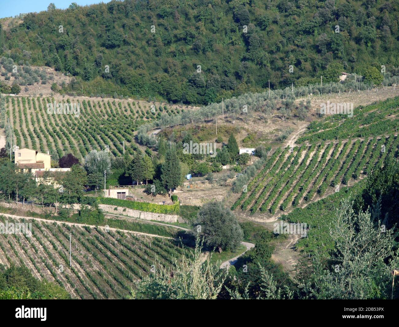 Vineyards and olive fields in Chianti, Tuscany Stock Photo - Alamy