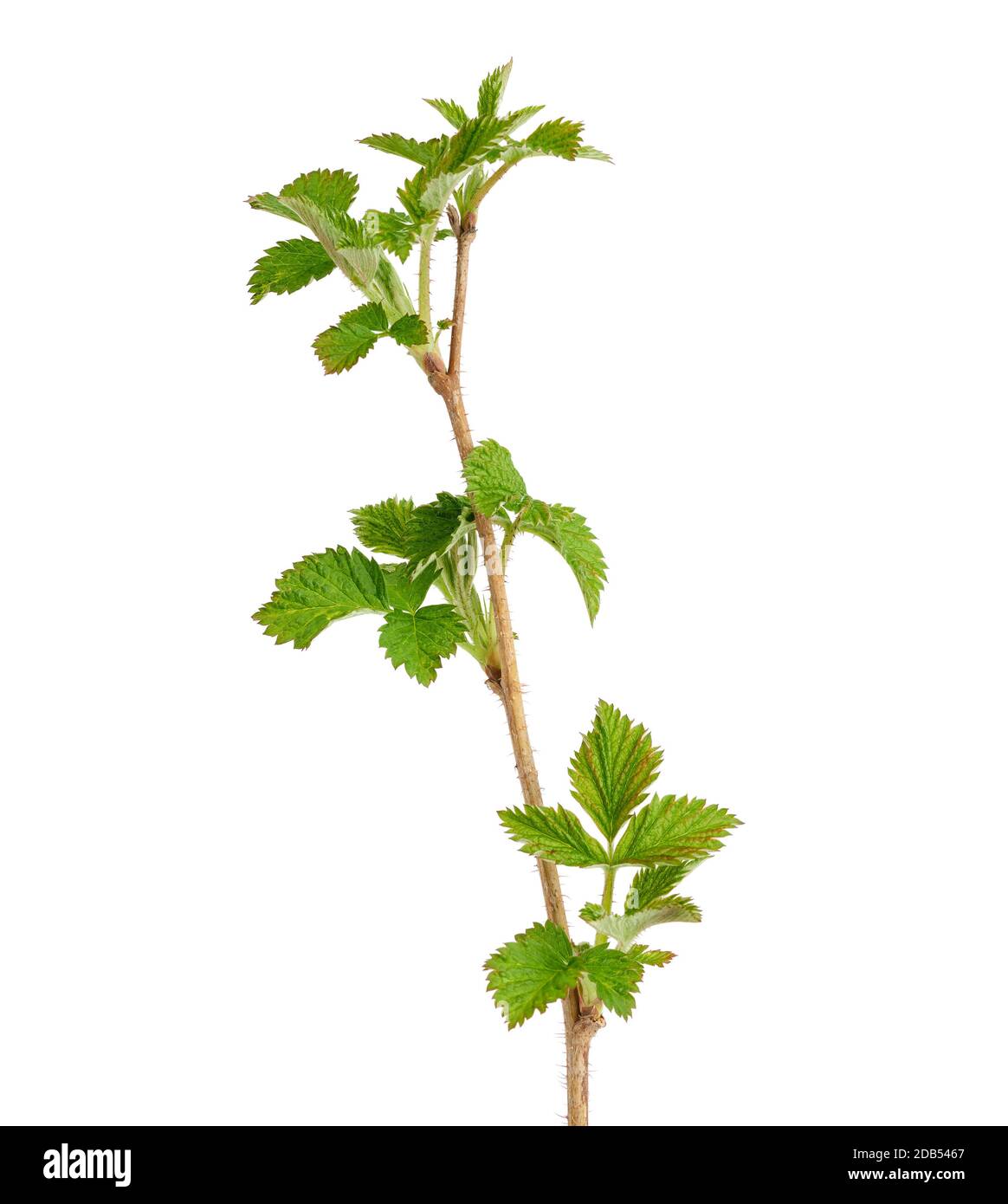 young raspberry sprout with brown branch and green leaves isolated on ...