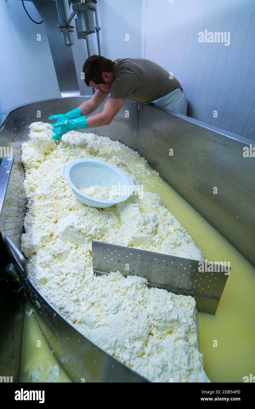 Artisanal preparation of Picon Bejes-Tresviso cheese, Bejes village ...