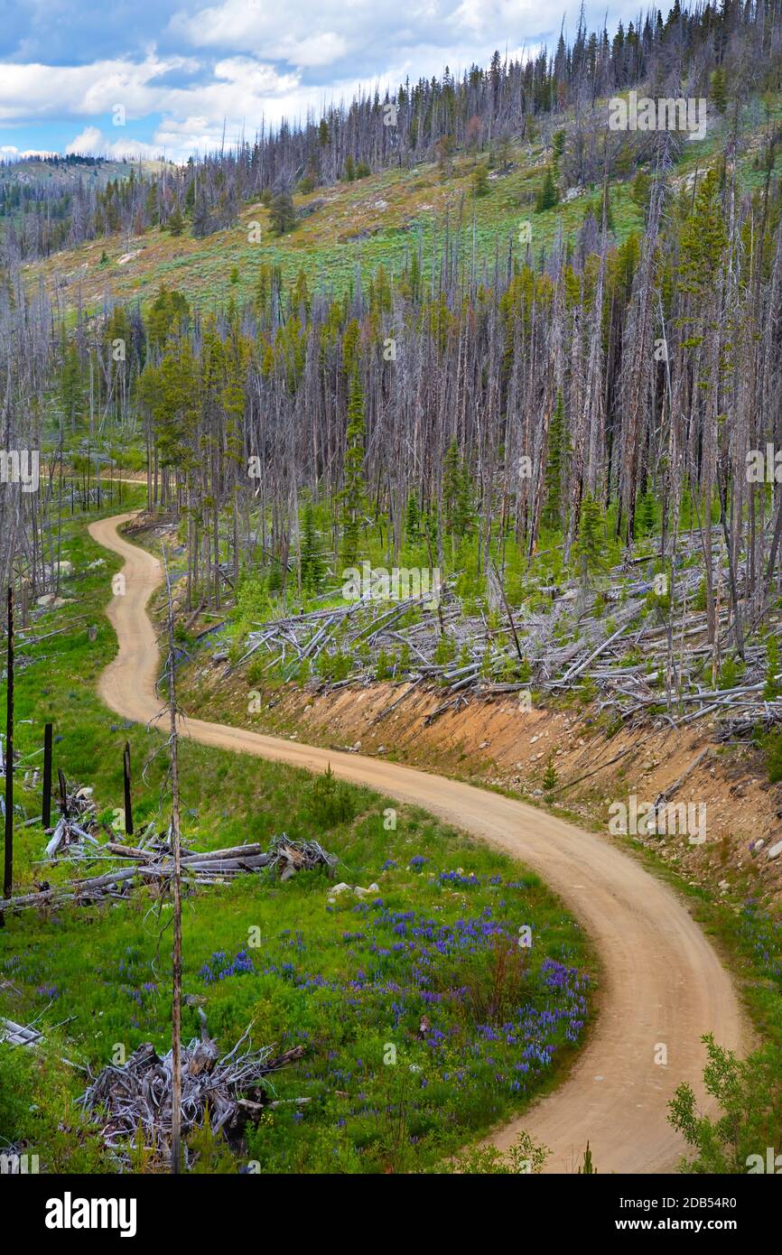 WA18104-00...WASHINGTON - Road through an old burn in Loomis State ...