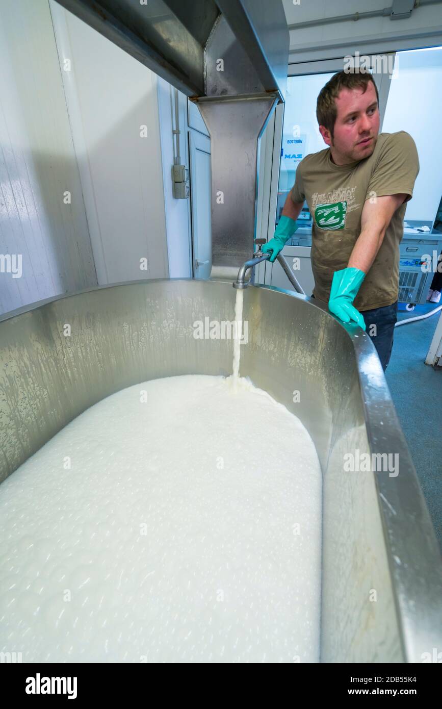 Artisanal preparation of Picon Bejes-Tresviso cheese, Bejes village ...