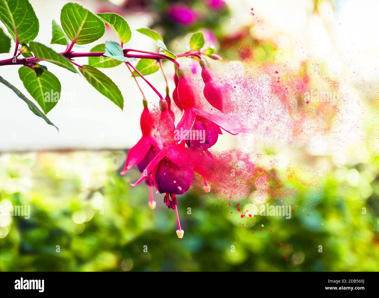 red flowers with particles and dust effect Stock Photo - Alamy