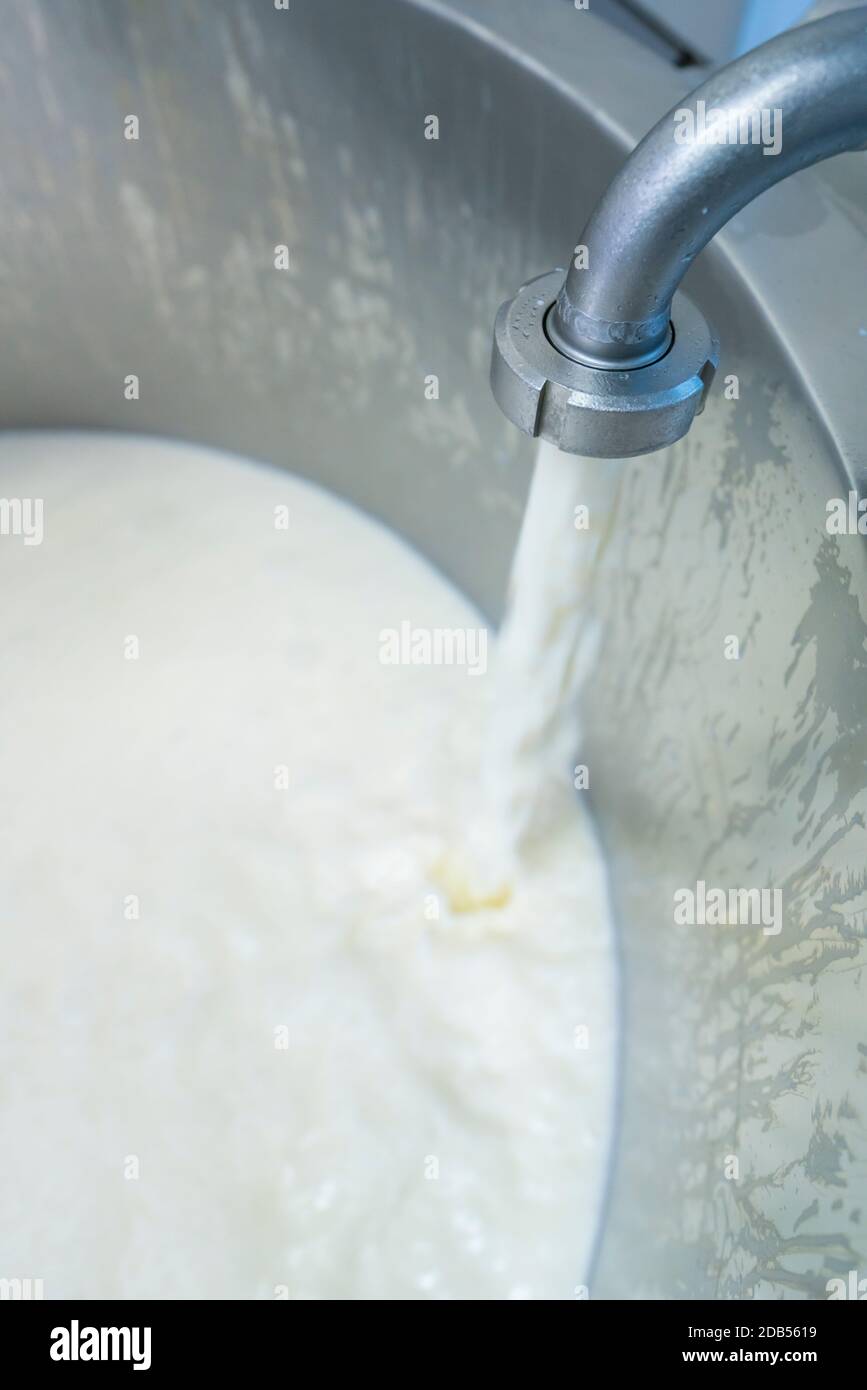 Artisanal preparation of Picon Bejes-Tresviso cheese, Bejes village ...