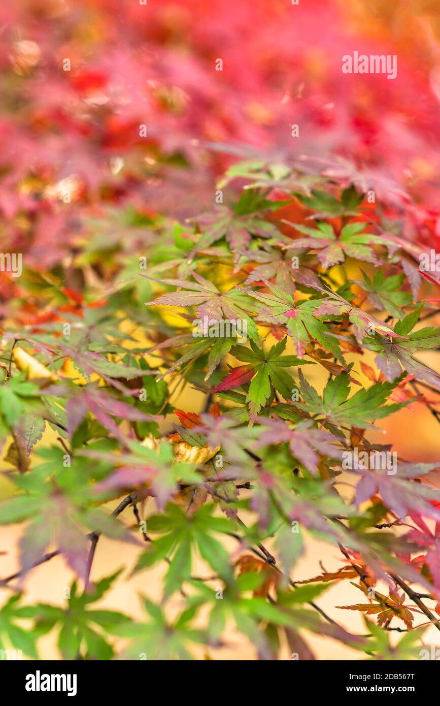 Beautiful autumn colors of Japanese maple tree iroha momiji leaves ...