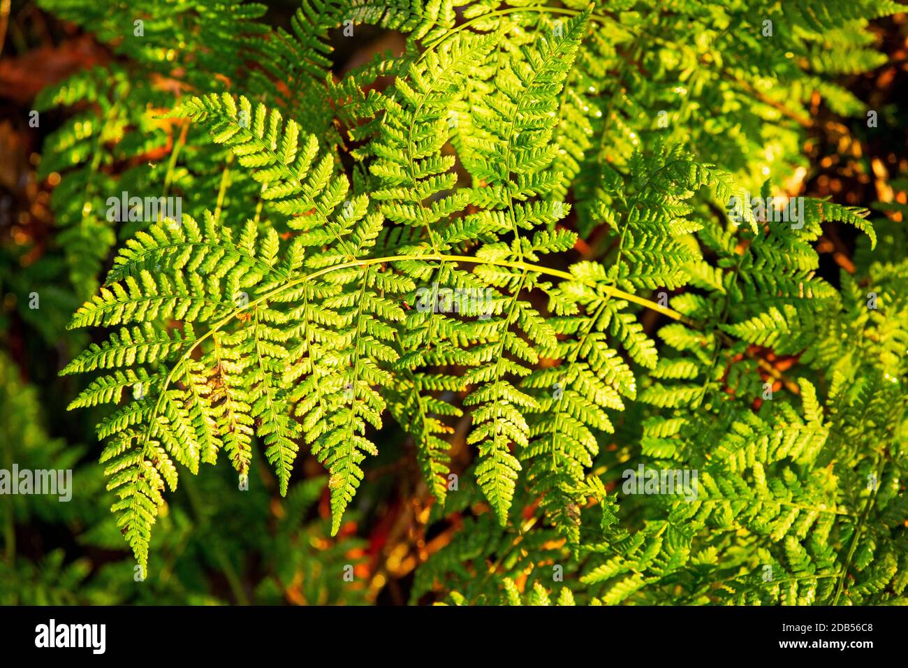 Fern fronds at sunset in a woodland in Ambleside, Lake District, UK ...