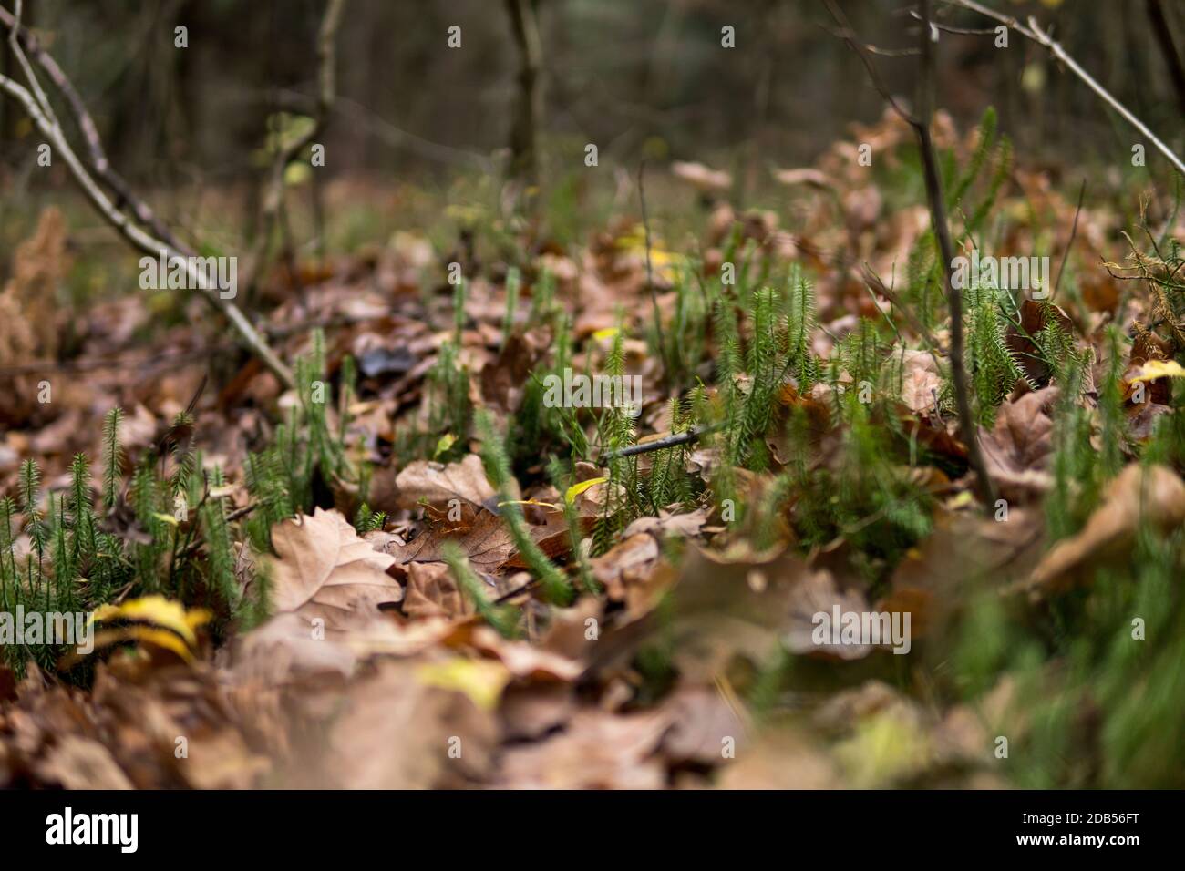 Lycopodium clavatum growing on the ground in a forest during fall ...