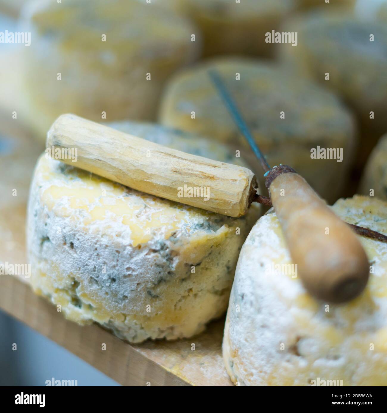 Artisanal preparation of Picon Bejes-Tresviso cheese, Bejes village ...
