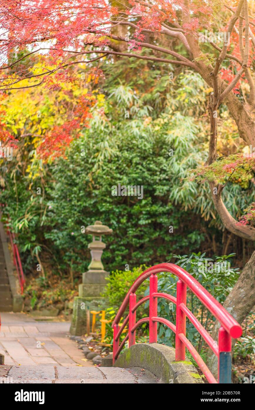 Autumn foliage overlooking the red bridge of the japanese temple ...