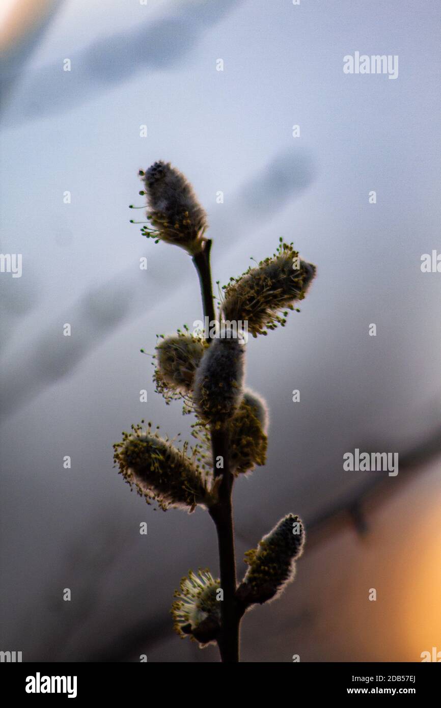 Prairie willow hi-res stock photography and images - Alamy
